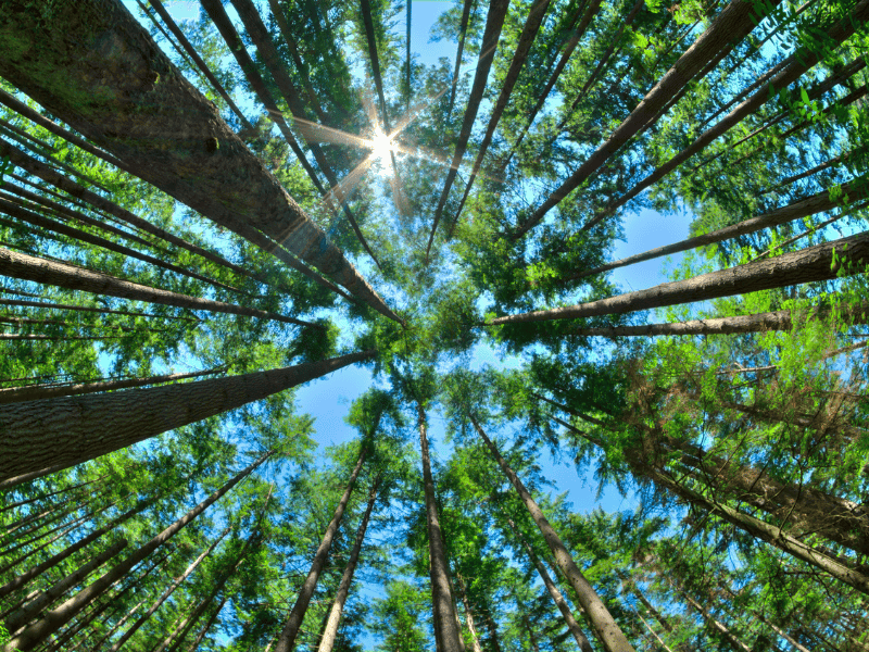 Metropolitan Memorial Parks - First Nations Cultural Conversations